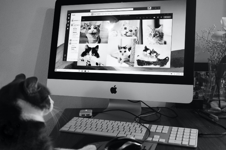 30 Cat Influencers To Follow | Top Catfluencers on Social Media