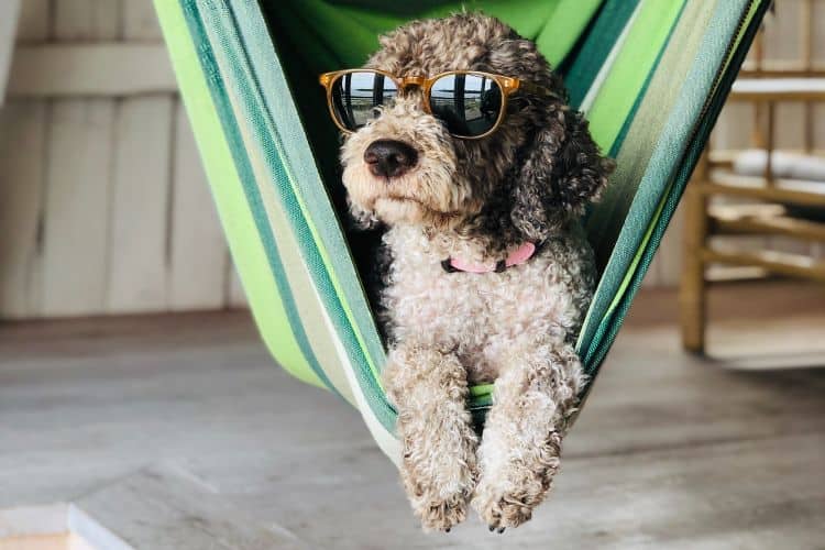 30 Dog Influencers: Superstar Pets Taking Over Social Media